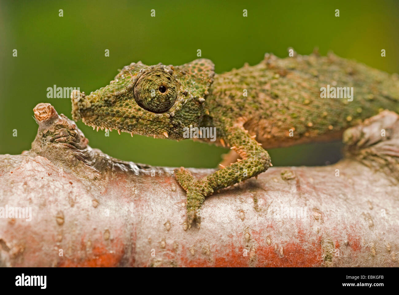 Rosette-nosed pygmy chameleon (Rhampholeon spinosus), portrait Stock ...