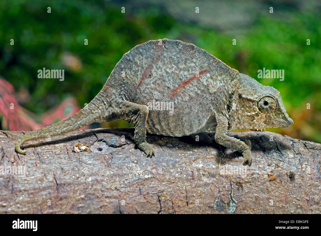 Full Grown Pygmy Chameleon