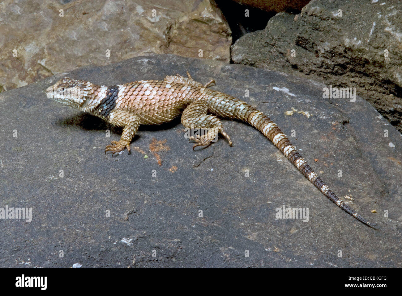 Crevice spiny lizard sceloporus poinsetti hi-res stock photography and ...