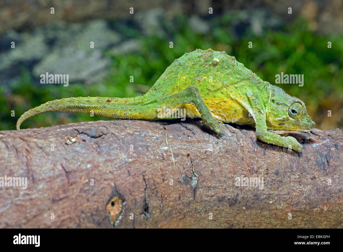 Green pygmy chameleon (Rhampholeon viridis), sitting on a stem Stock ...
