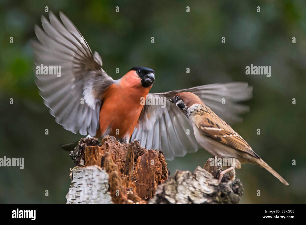 bullfinch, Eurasian bullfinch, northern bullfinch (Pyrrhula pyrrhula ...