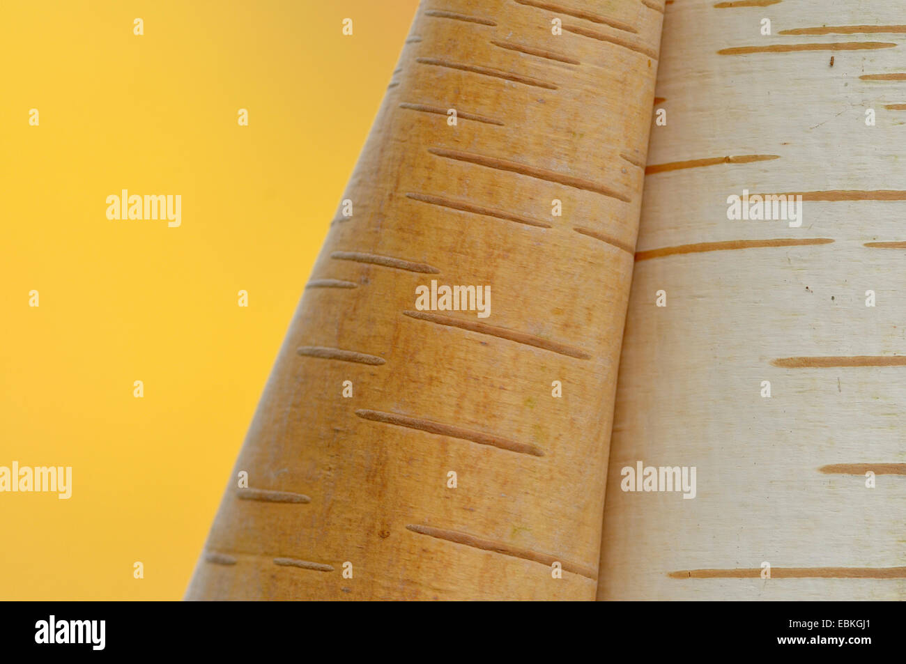 Erman's Birch, Russian Rock Birch (Betula ermanii), rolled up bark ...