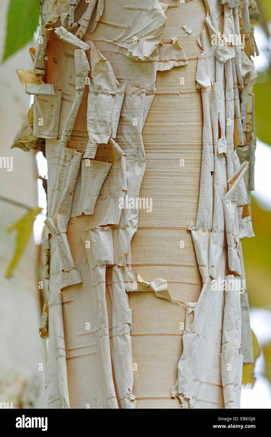 Erman's Birch, Russian Rock Birch (Betula ermanii), rolled up bark ...