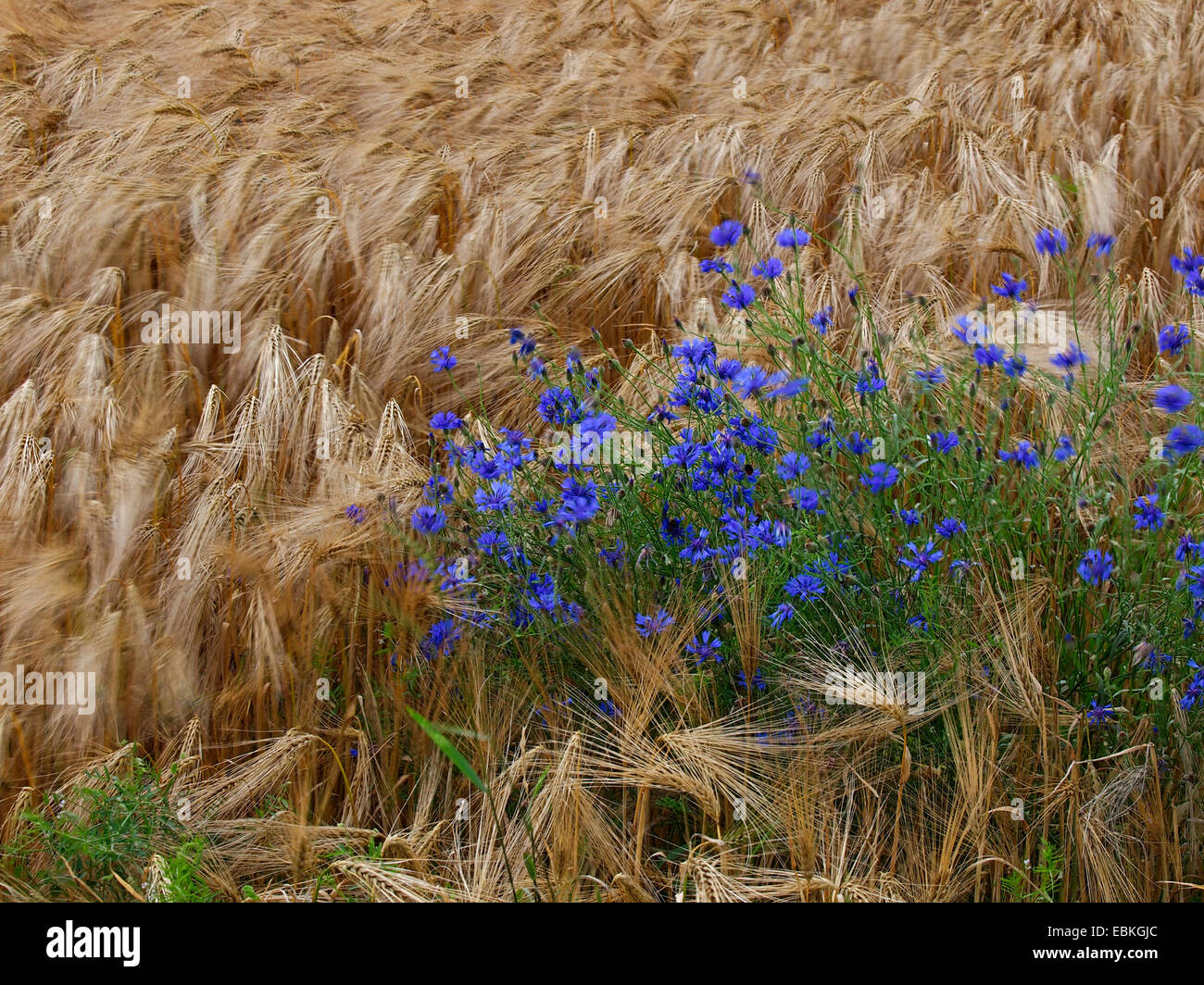 Six rowed barley hordeum hi-res stock photography and images - Alamy