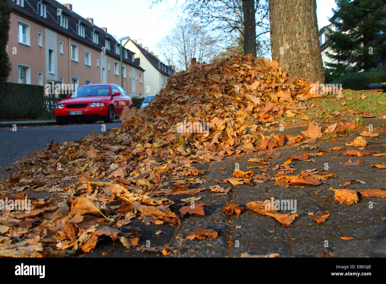 European plane, maple-leaved plane, London plane, London planetree ...