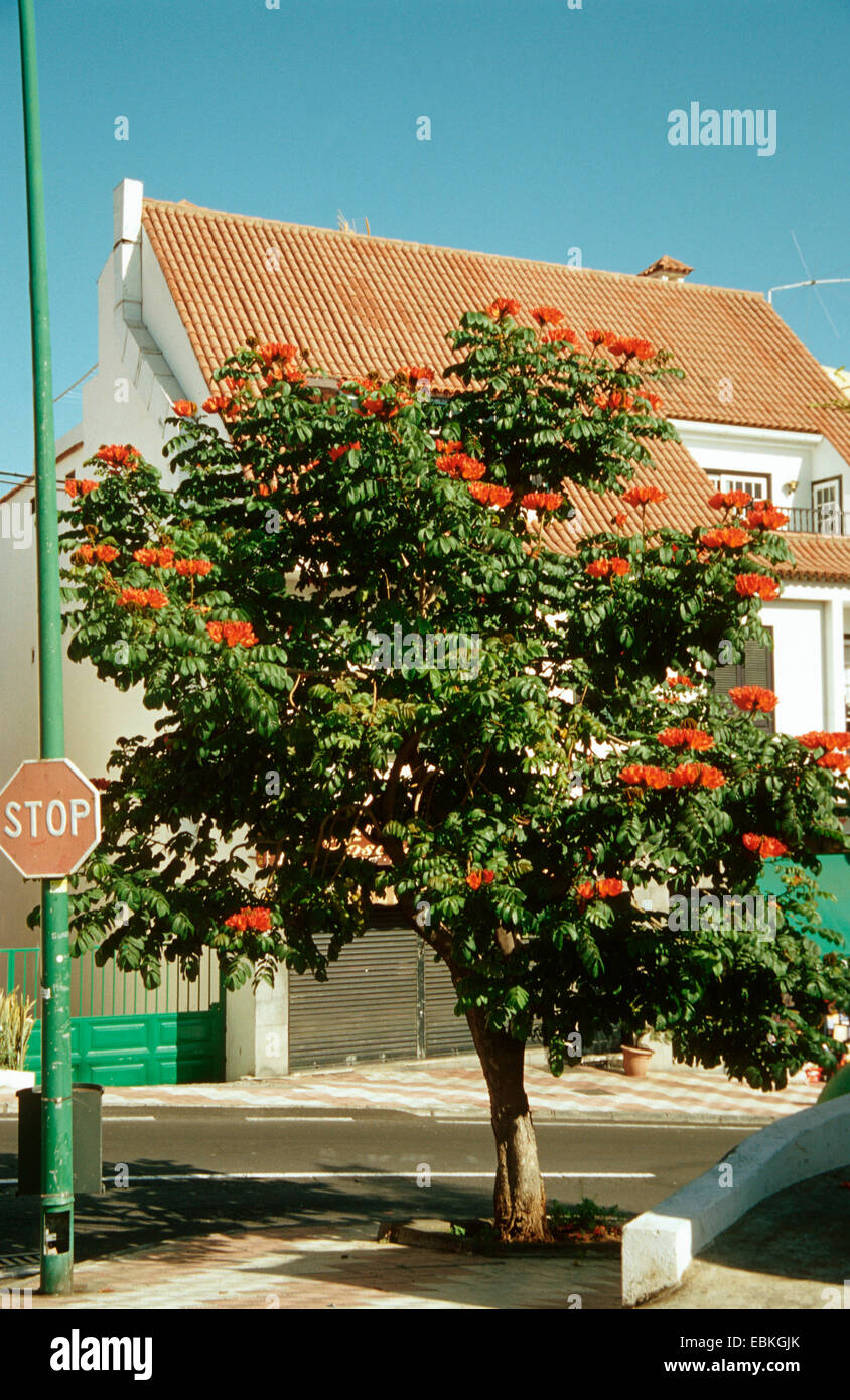 flame tree (Spathodea campanulata), blooming tree Stock Photo - Alamy