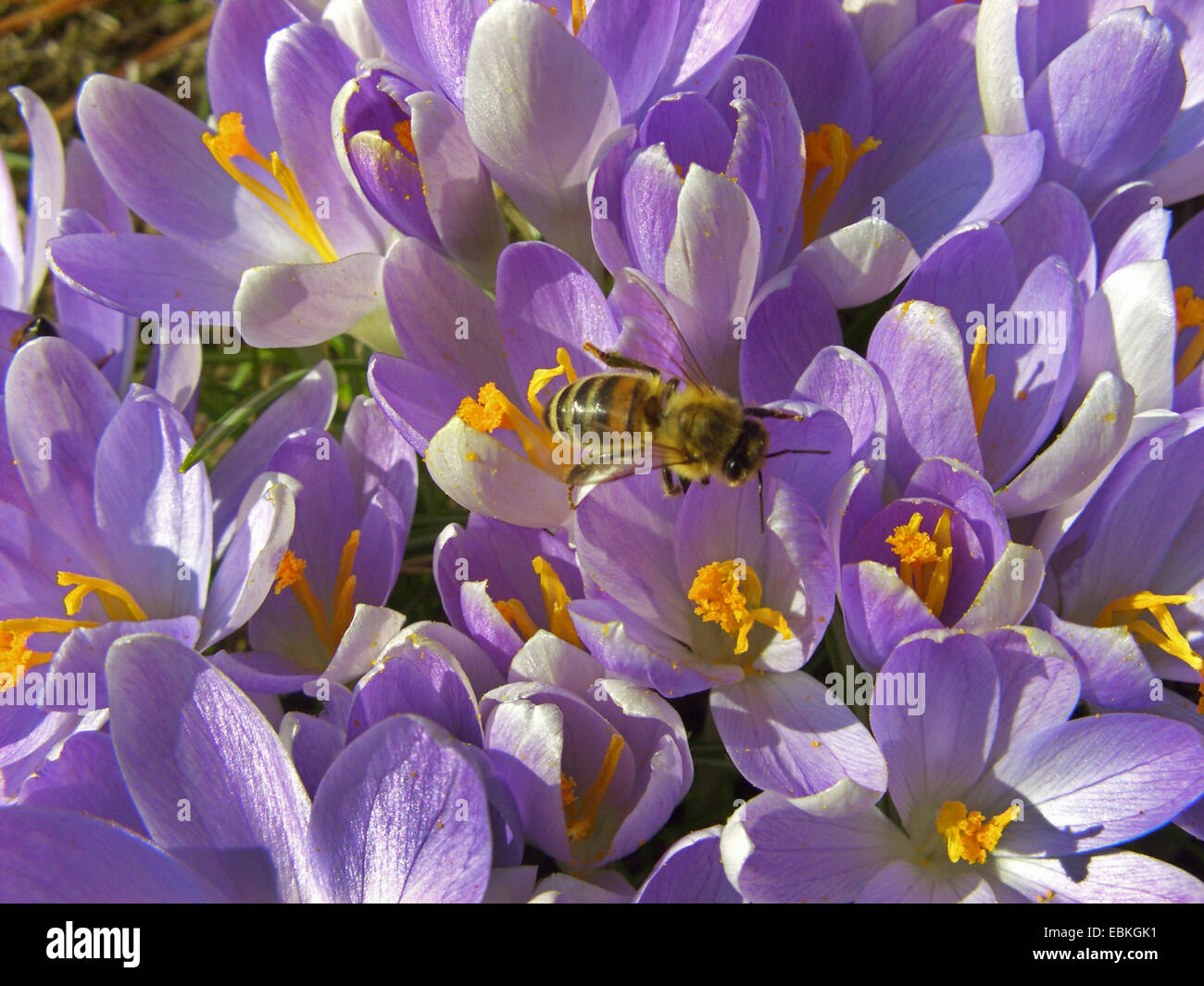 Early Crocus (Crocus tommasinianus), blooming with bee, Germany Stock ...
