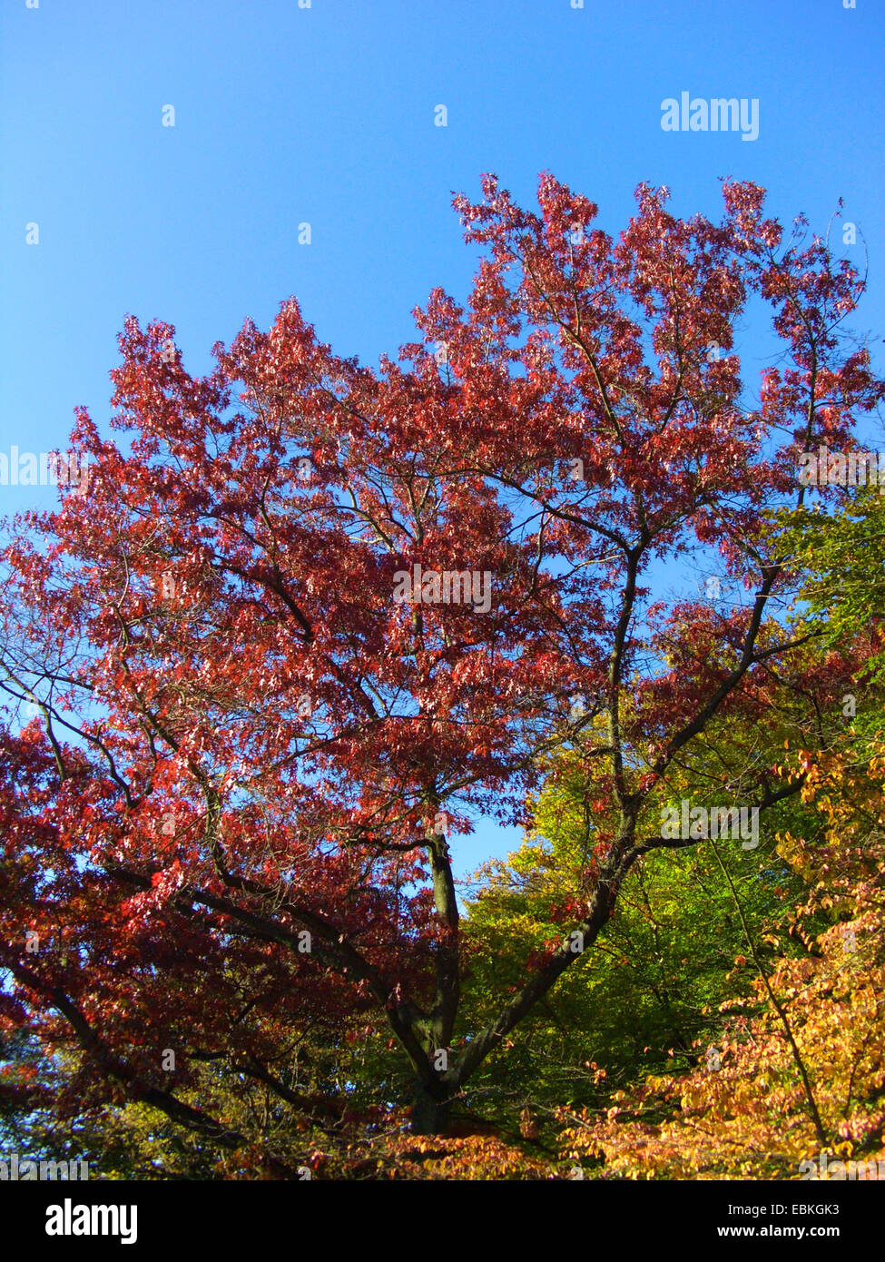 pin oak (Quercus palustris), single tree in autumn Stock Photo - Alamy