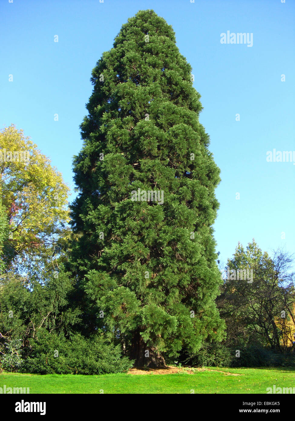 giant sequoia, giant redwood (Sequoiadendron giganteum), single tree in ...