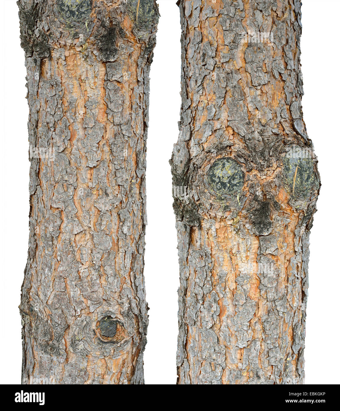 Two pine trunks Stock Photo - Alamy