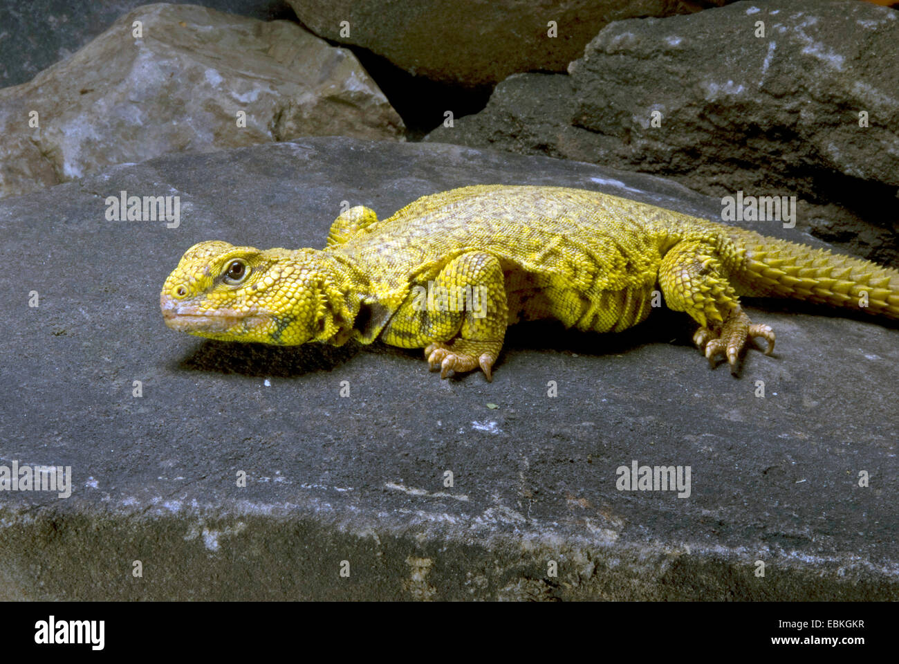Sahara Mastigure (Uromastyx geyri), on a stone Stock Photo - Alamy