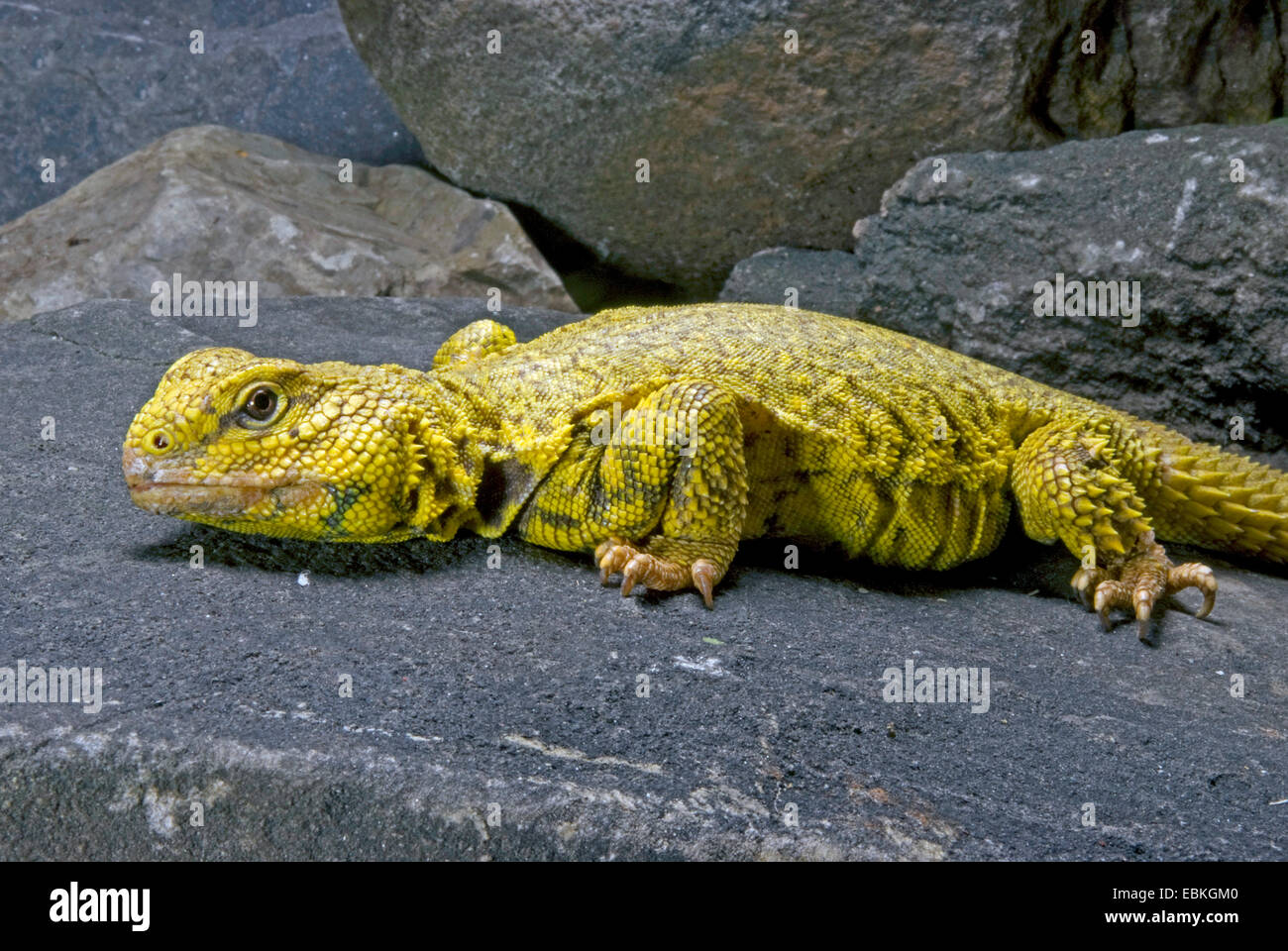 Sahara Mastigure (Uromastyx geyri), on a stone Stock Photo - Alamy