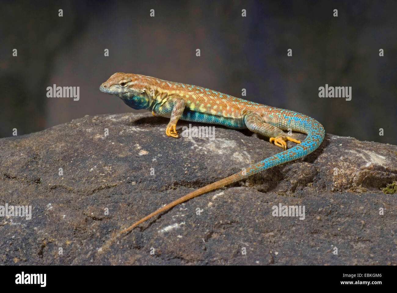 Male side blotch lizard hi-res stock photography and images - Alamy