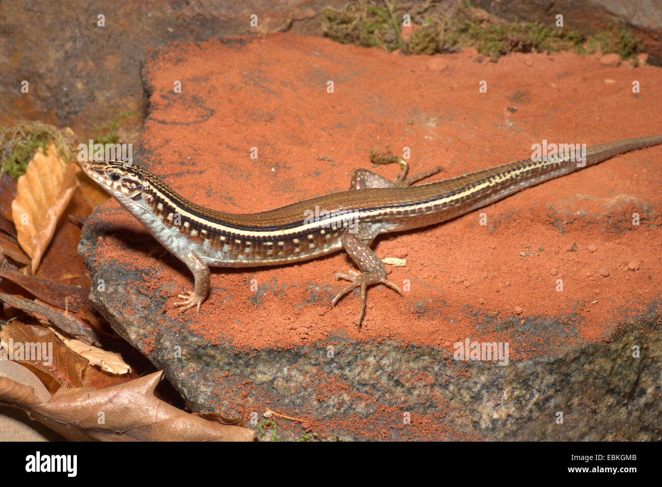 Karsten's Girdled Lizard (Zonosaurus karsteni), on a stone Stock Photo ...