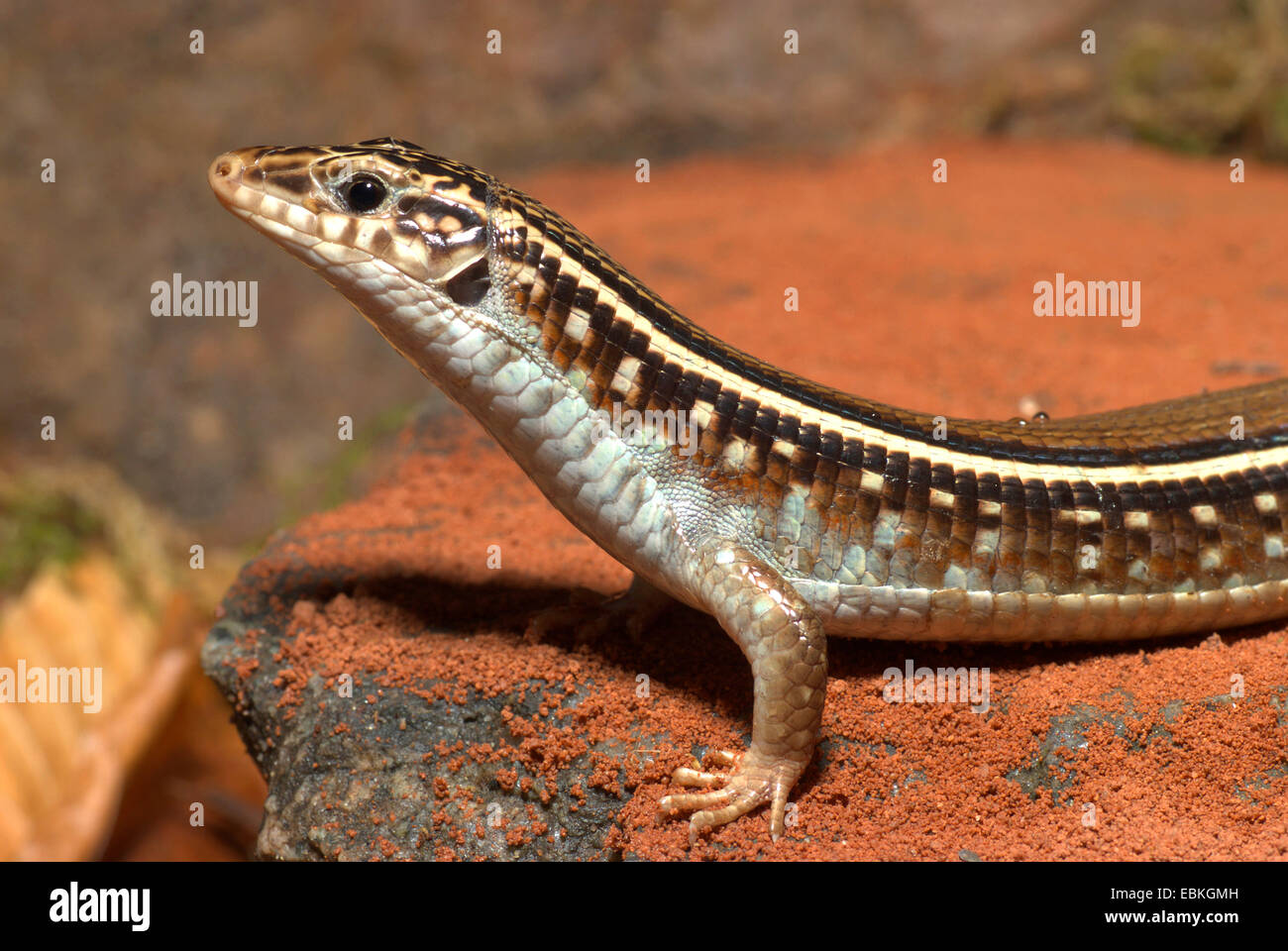 Karsten's Girdled Lizard (Zonosaurus karsteni), portrait Stock Photo ...