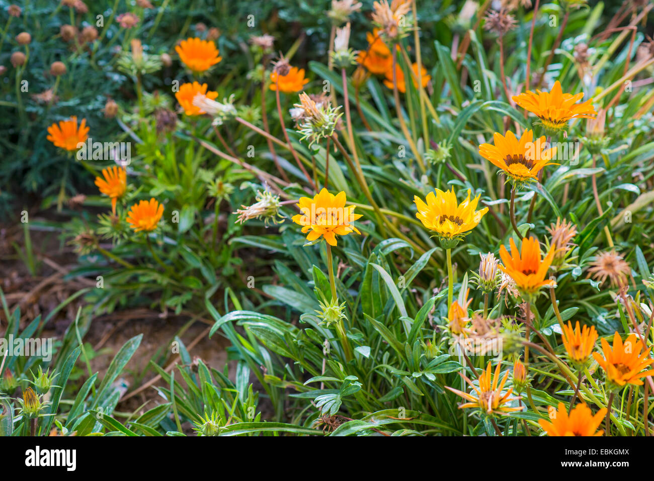 Yellow and orange garden flowers Stock Photo - Alamy
