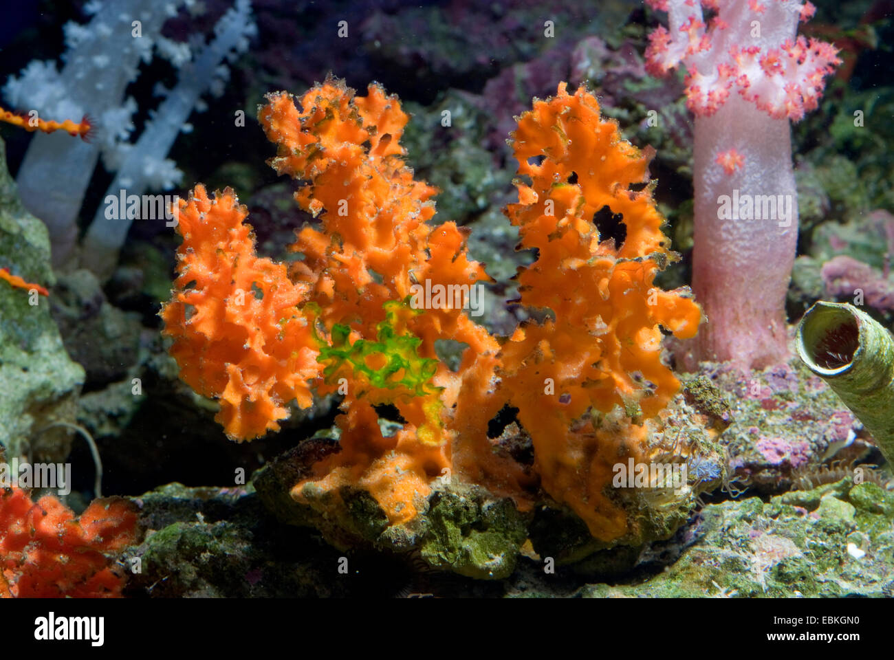 Orange Lace Sponge (Acanthella spec.), close-up view Stock Photo - Alamy