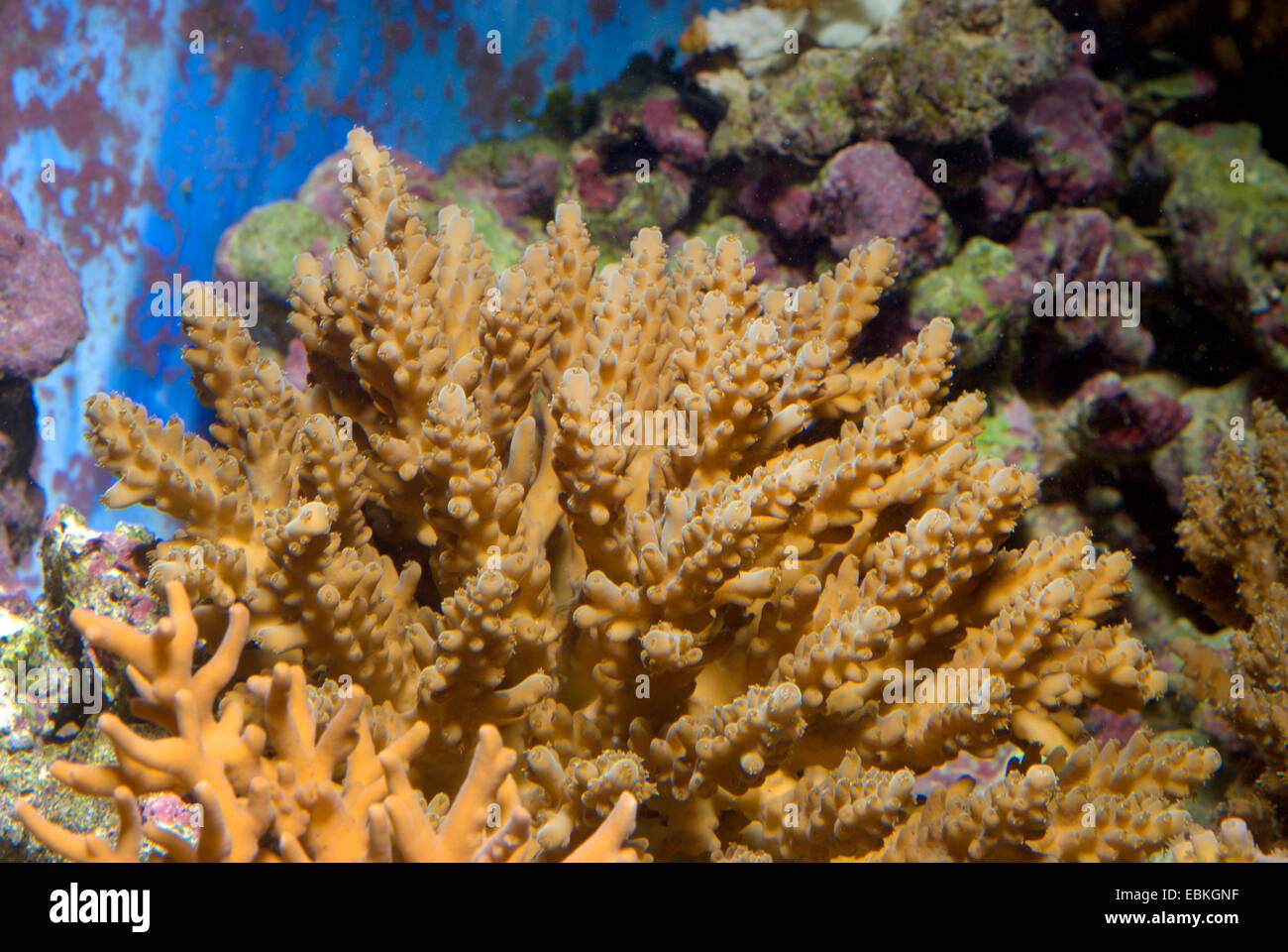 Stony coral (Acropora spec.), colony Stock Photo - Alamy