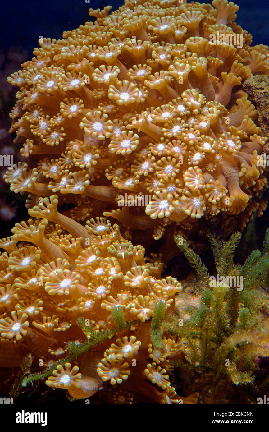 Alveopora coral hi-res stock photography and images - Alamy