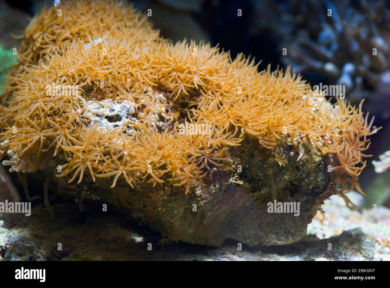 Tube coral hi-res stock photography and images - Alamy