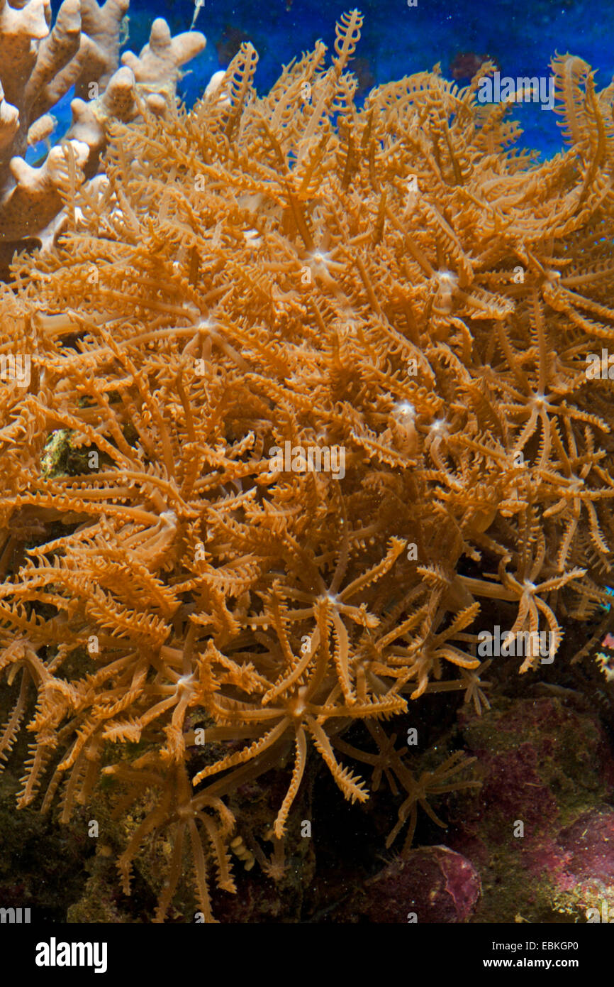 Tube coral hi-res stock photography and images - Alamy
