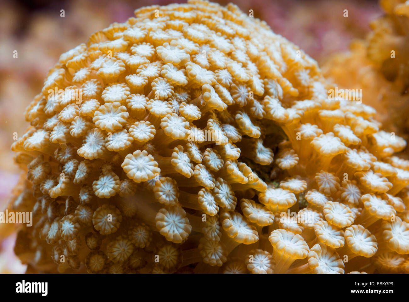 Alveopora coral hi-res stock photography and images - Alamy