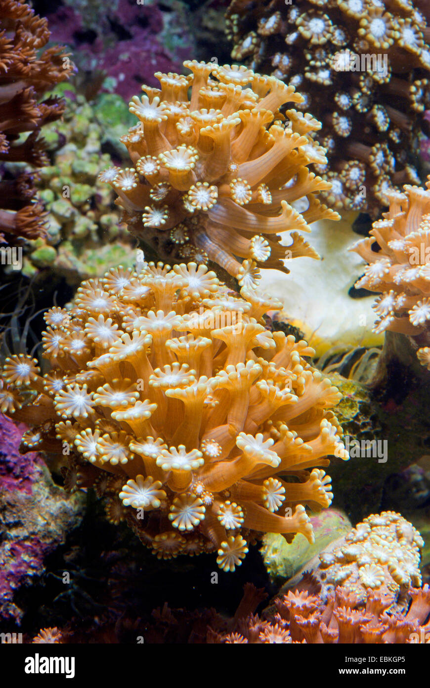 Stony coral (Alveopora spec.), colony Stock Photo - Alamy