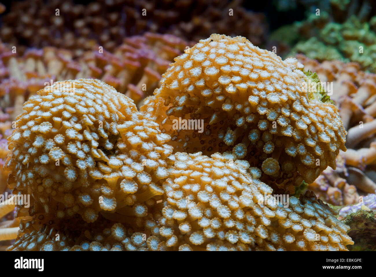 Alveopora coral hi-res stock photography and images - Alamy