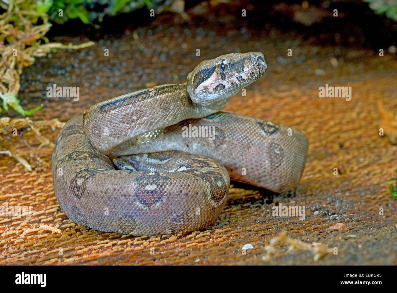 Red-tailed Boa (Boa constrictor constrictor), rolled-up Stock Photo - Alamy