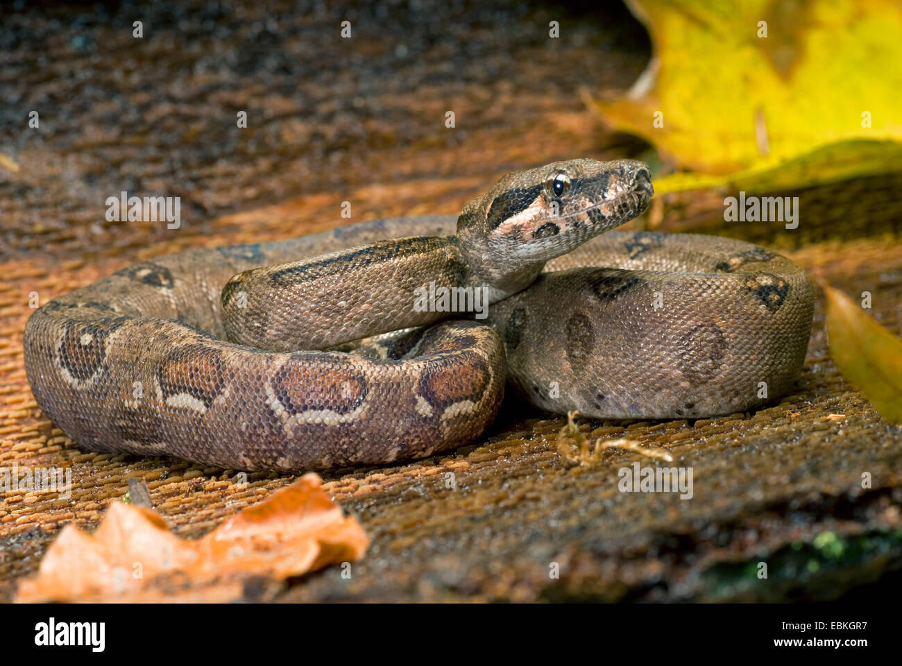 Red-tailed Boa (Boa constrictor constrictor), rolled-up Stock Photo - Alamy
