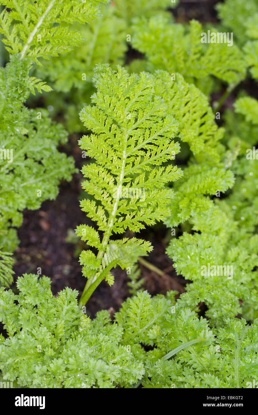 common tansy (Tanacetum vulgare, Chrysanthemum vulgare), young leaves ...