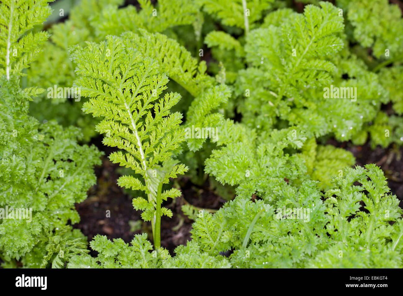 common tansy (Tanacetum vulgare, Chrysanthemum vulgare), young leaves ...