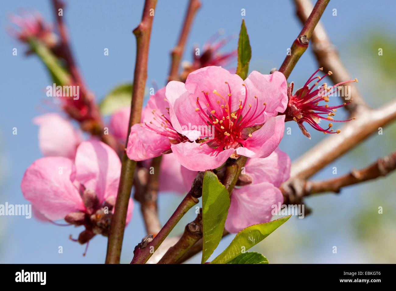 Peach pink flowers hi-res stock photography and images - Alamy