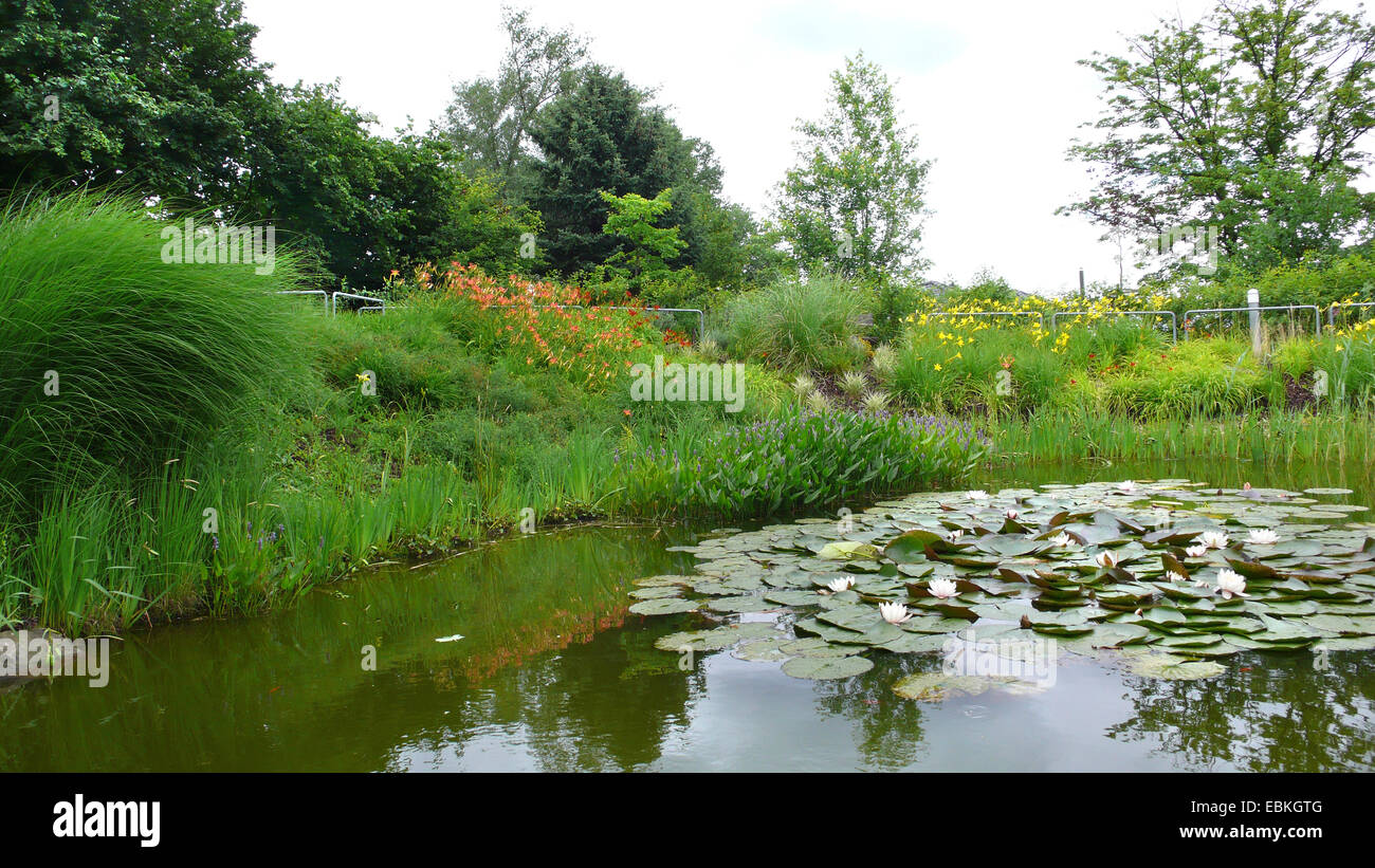 Habitats ponds hi-res stock photography and images - Alamy