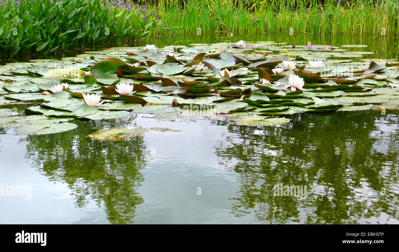 white water-lily, white pond lily (Nymphaea alba), garden pond Stock ...