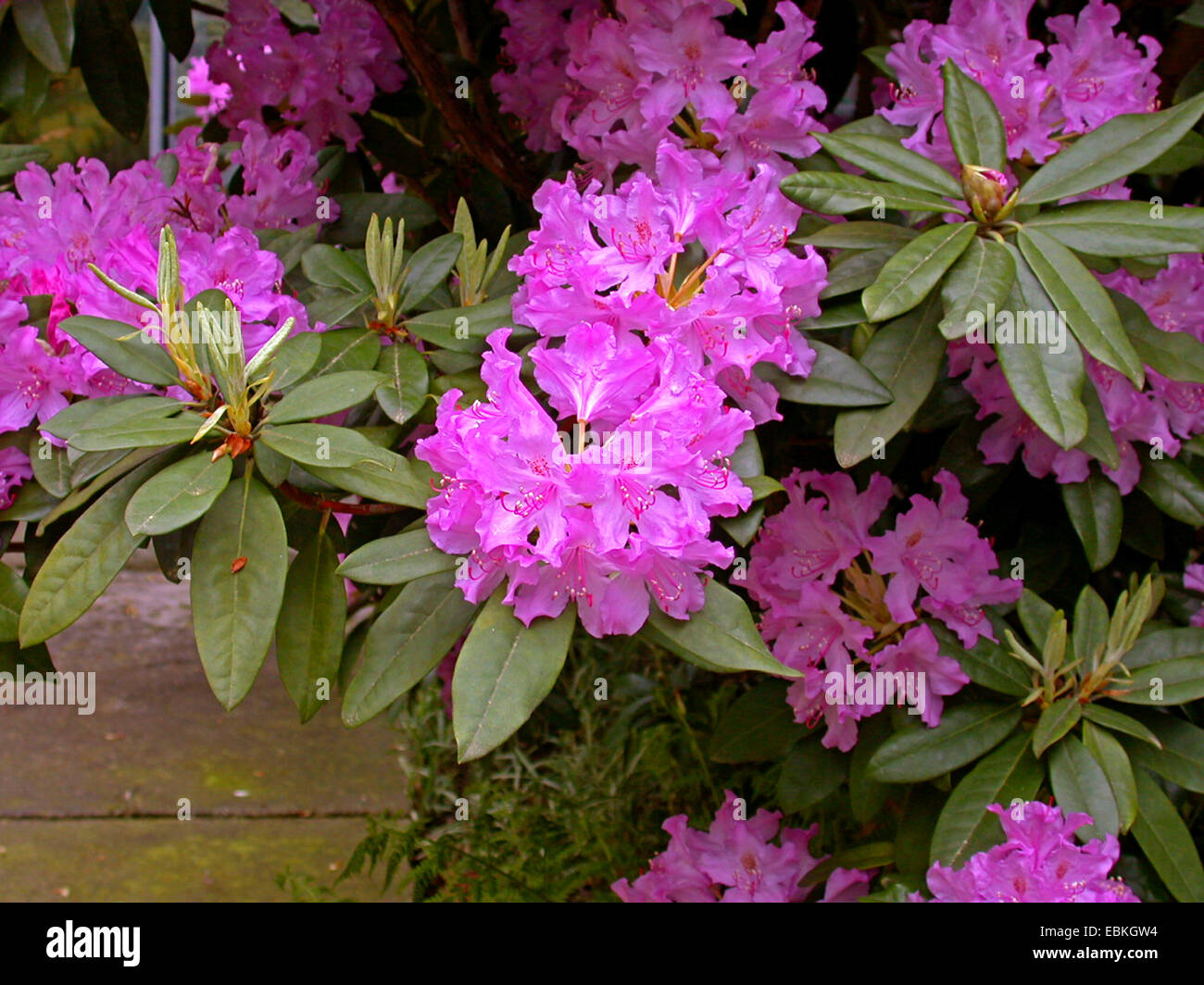 Catawba rhododendron, Catawba rose bay (Rhododendron catawbiense ...