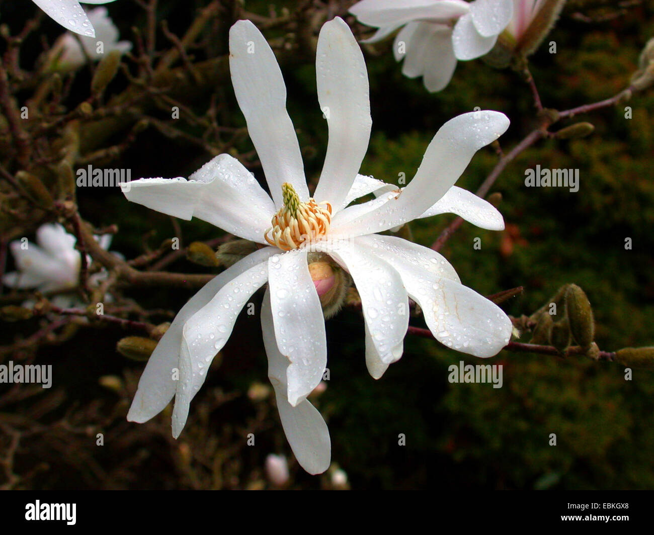star magnolia (Magnolia stellata), flower Stock Photo - Alamy