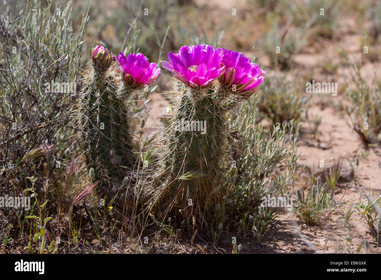 Strawberry Hedgehog (Echinocereus engelmannii), blooming, USA, Arizona ...