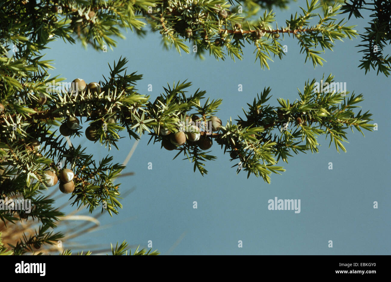 prickly cedar, cade (Juniperus oxycedrus ssp. oxycedrus), branch with ...