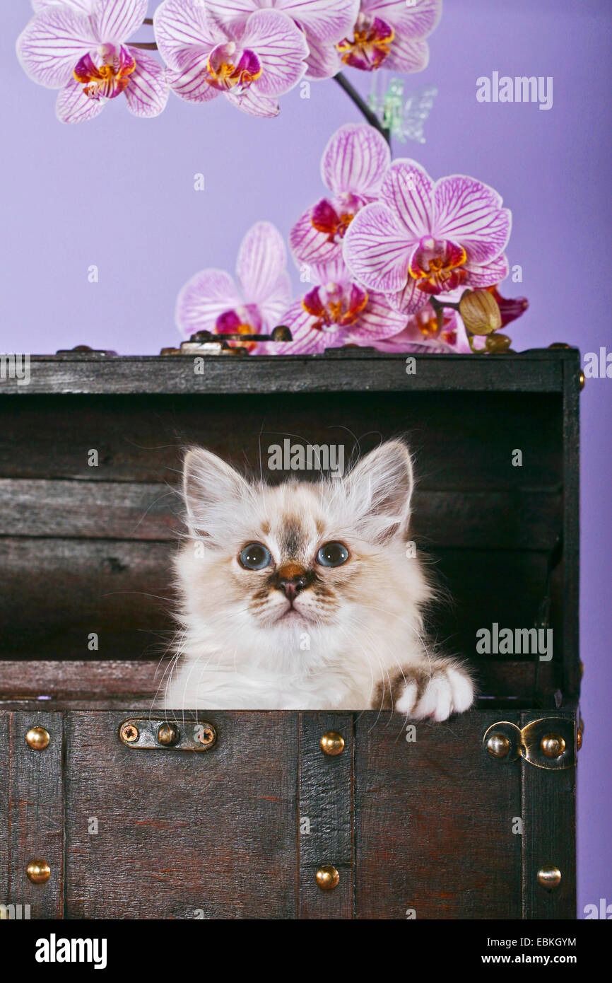 Sacred Cat of Birma, Birman (Felis silvestris f. catus), kitten in a ...
