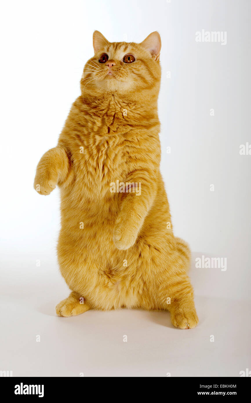 British Shorthair (Felis silvestris f. catus), grovelling Stock Photo ...