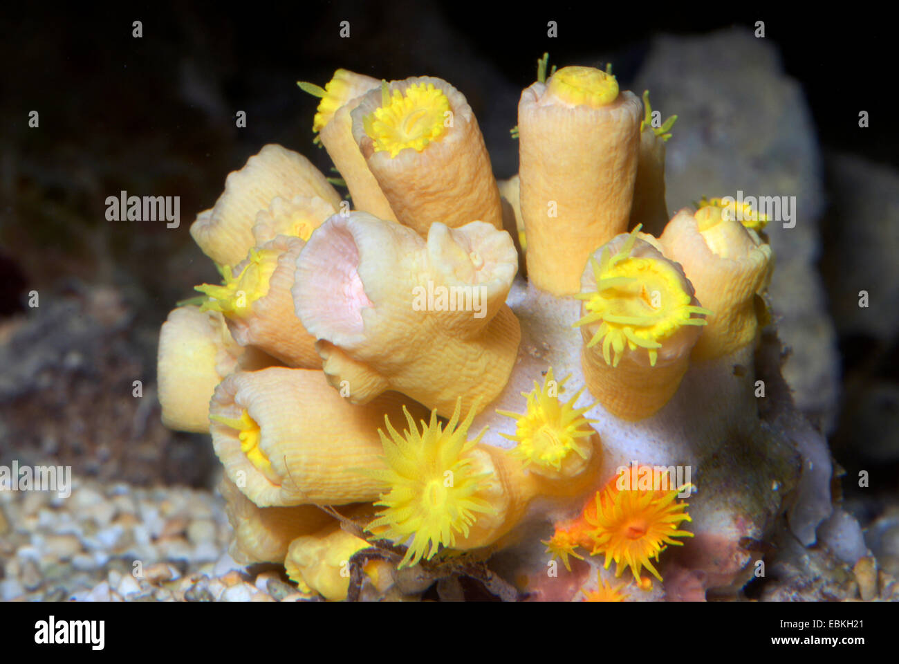 Tubastrea corals hi-res stock photography and images - Alamy