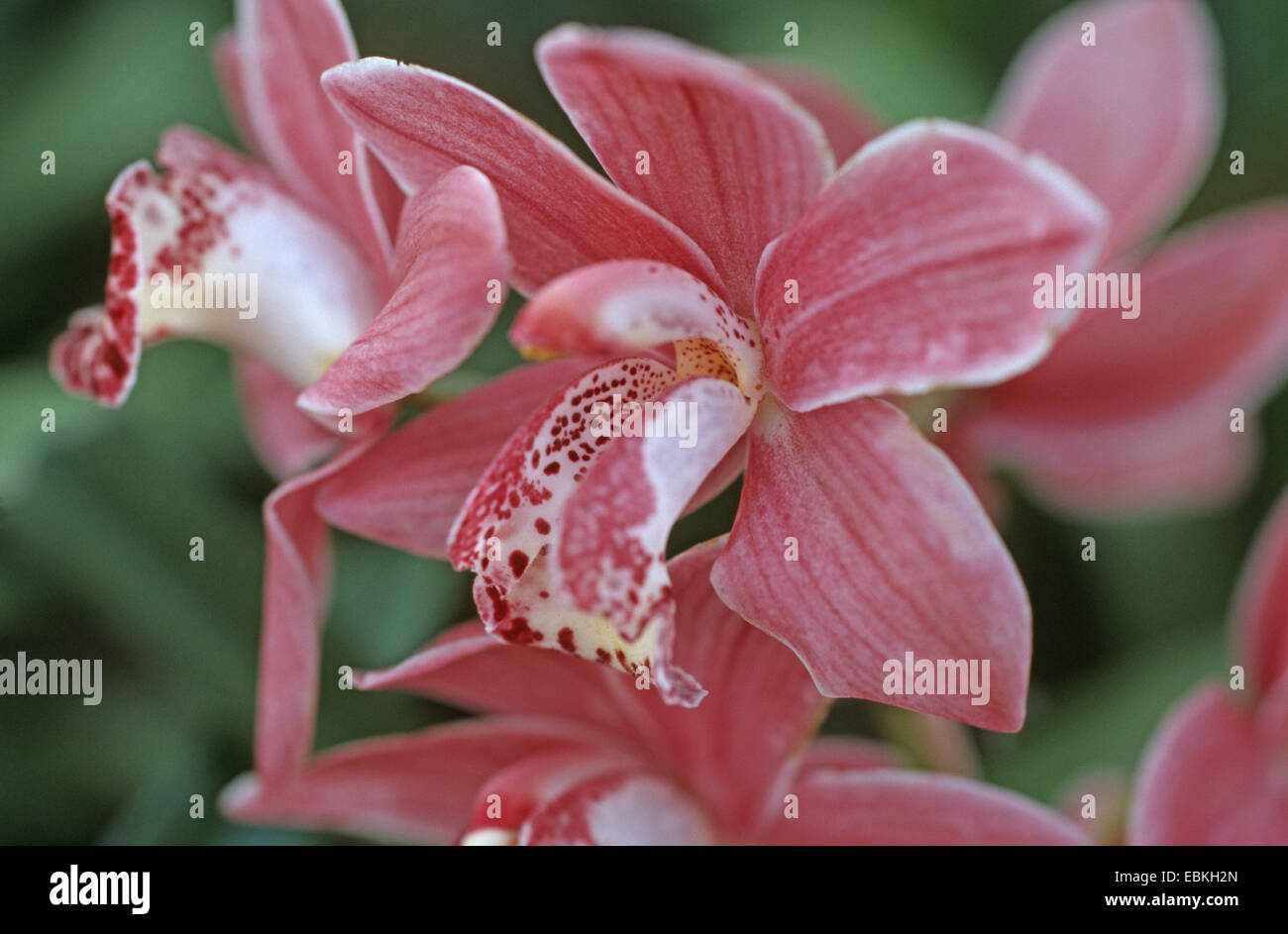 cymbidium orchid, hybrid (Cymbidium rincon Fairy 'Flamingo'), flower ...
