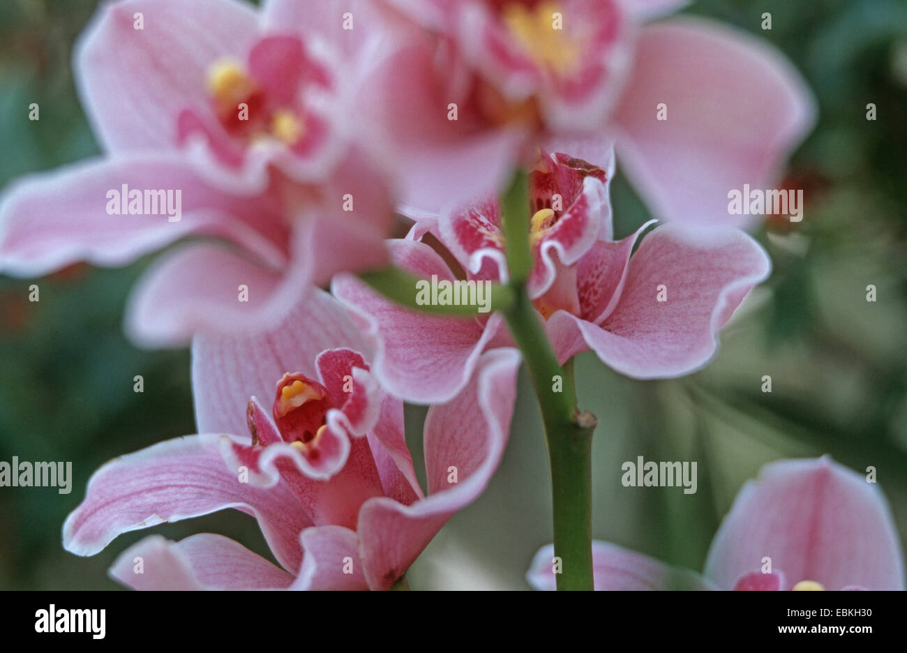 cymbidium orchid, hybrid (Cymbidium Lillian Stewart 'Coronation ...