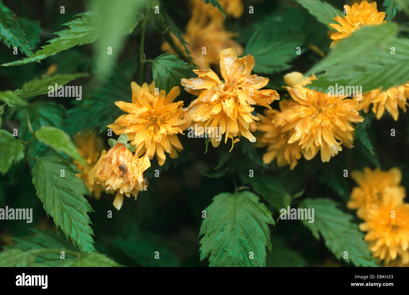 Japanese Rose, Jew's Mallow, Jews Mallow (Kerria japonica 'Plenifolia ...