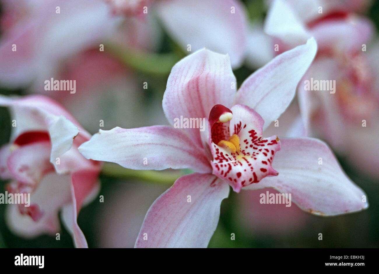 cymbidium orchid, hybrid (Cymbidium 'Lillian Stewart Admiration ...