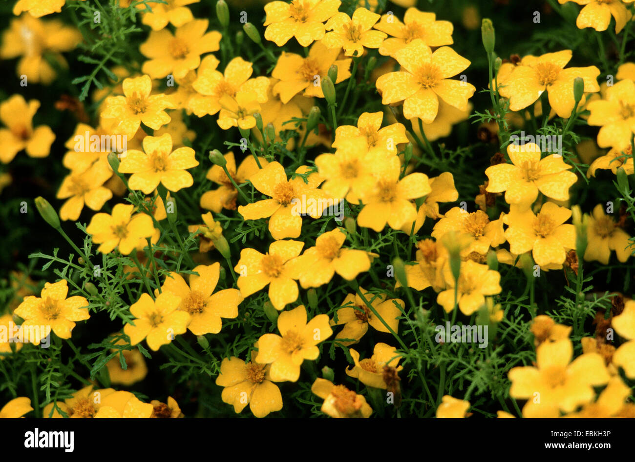 Lemon marigold, Signet marigold (Tagetes tenuifolia Lulu, Tagetes ...