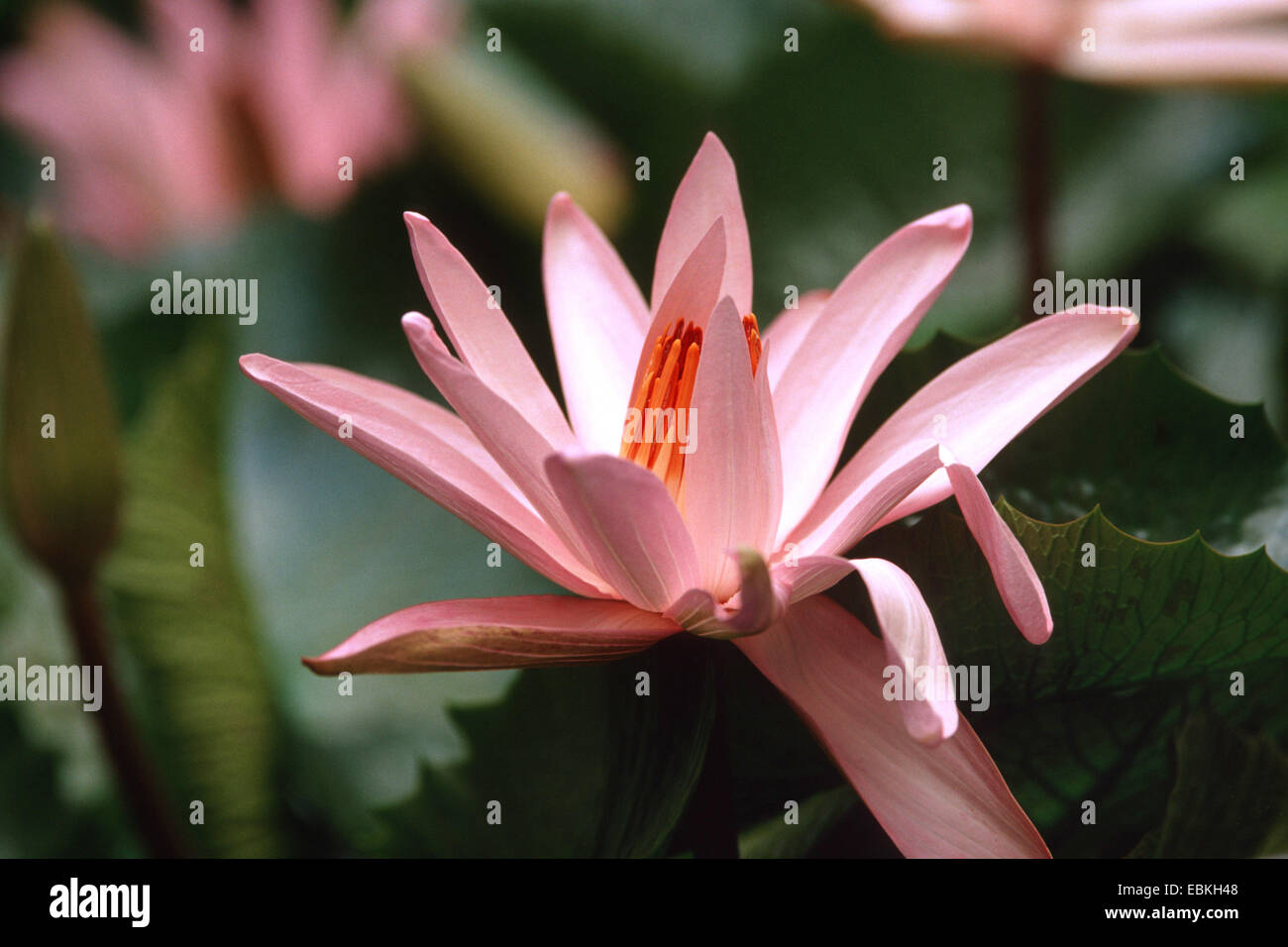 water lily, pond lily (Nymphaea 'Texas Shell Pink', Nymphaea Texas ...
