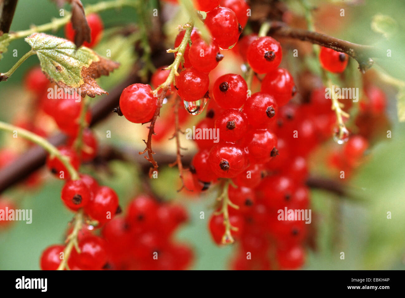 Riesentraube hi-res stock photography and images - Alamy