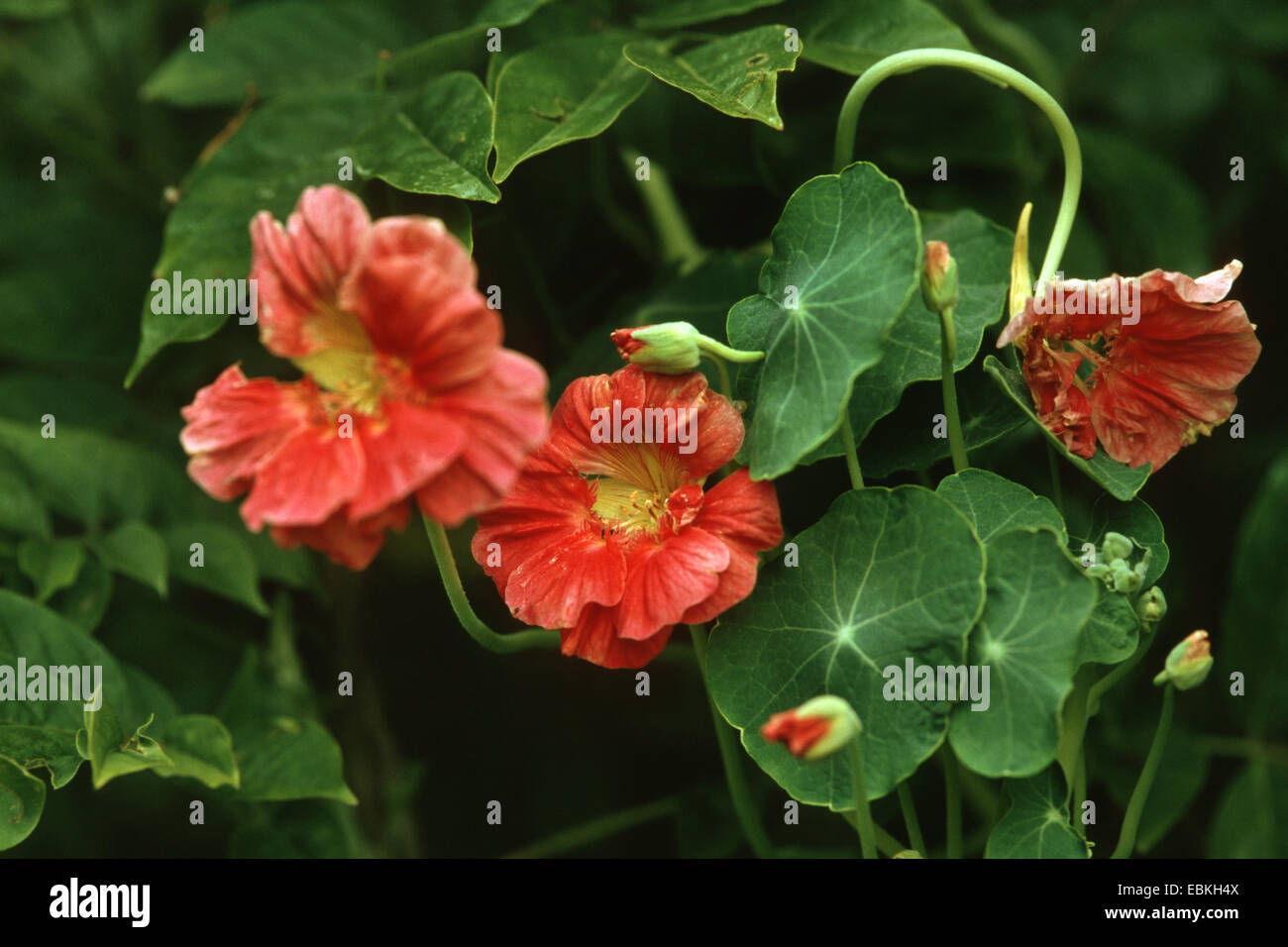 Indian cress, common nasturtium, garden nasturtium (Tropaeolum majus ...